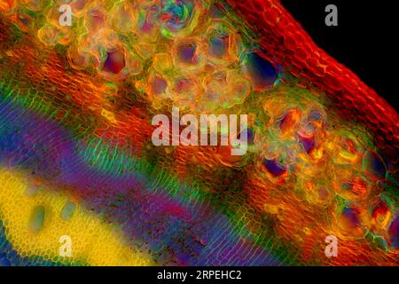 The image presents nettle tissues in the transversal cross-section of ...