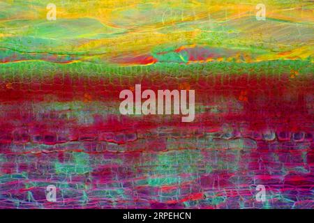 The image presents nettle tissues in the transversal cross-section of ...