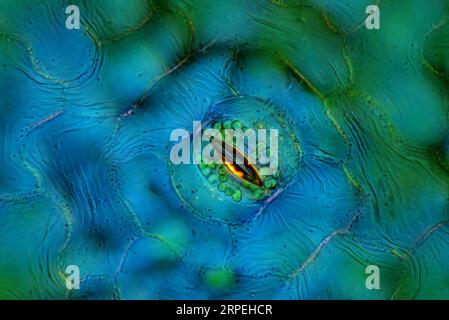 The image presents stomata in Spathiphyllum sp. leaf epidermis ...