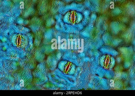 The image presents stomata in Spathiphyllum leaf epidermis ...