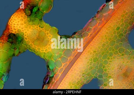 The image presents reed stalk in transversal cross-section ...