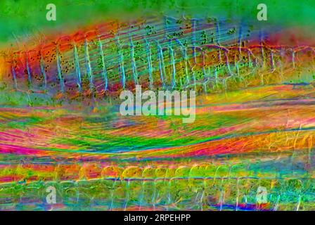 The image presents nettle stalk longitudinal cross-section photographed ...