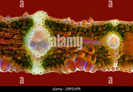 Cross section of a leaf, light micrograph Stock Photo - Alamy