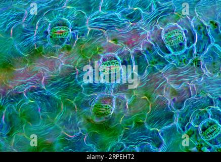 The image presents stomata in Spathiphyllum sp. leaf epidermis ...