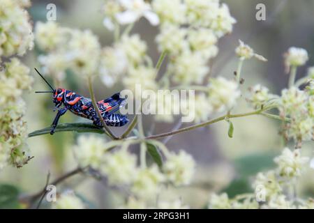 Chapulín or grasshopper standing on a plant. Blue an red insect Stock ...