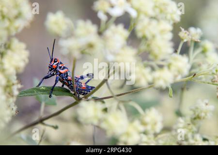 Chapulín or grasshopper standing on a plant. Blue an red insect Stock ...