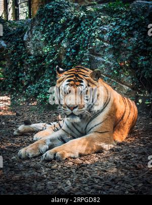 a beautifull tiger happy to be photographed Stock Photo - Alamy