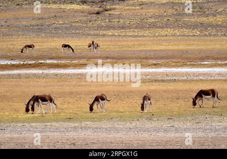 equus kiang, wild ass Stock Photo - Alamy