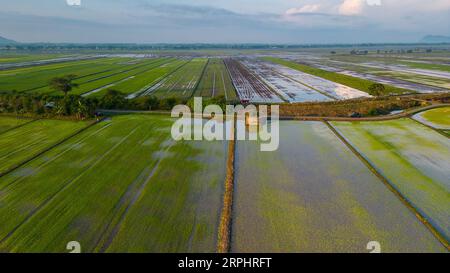 Paddy field during sunrise at Kedah state of Malaysia Stock Photo - Alamy