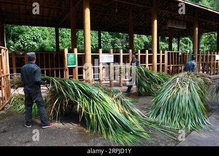 Elephant grass, Pennisetum purpureum, from Isabela, Galapagos. This is ...
