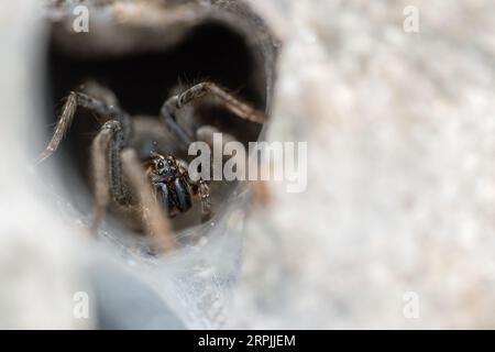 Funnel Web Wolf Spider (Sosippus californicus) at the entrance of a ...