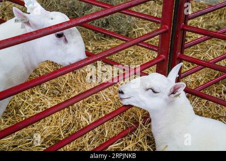 Sheep in Pens Woodstock Fair Woodstock, Connecticut, USA Stock Photo ...