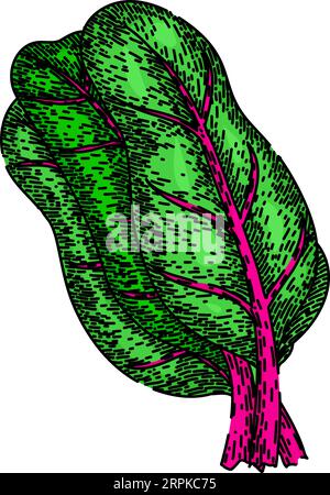 swiss chard sketch hand drawn vector Stock Vector Image & Art - Alamy