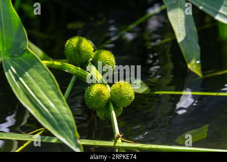 plant called Common arrowhead, Sagittaria sagittifolia Stock Photo - Alamy