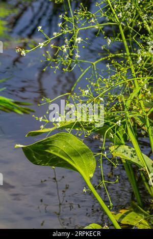 Phreatophyte. American water plantain Alisma plantago-aquatica in ...