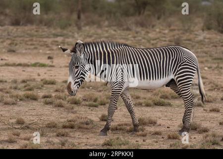 Grevy's zebra, Equus grevyi, Equidae, Buffalo Spring Reserve, Samburu ...