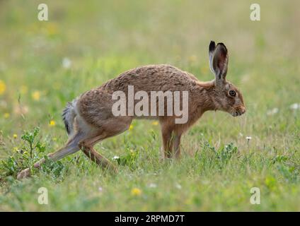 A wild Brown Hare, a shapeshifter , having a good old stretch in the ...