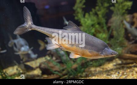 Razorback sucker, Humpback sucker (Xyrauchen texanus), side view, USA ...