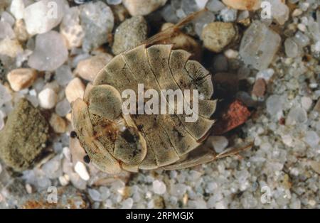 saucer bug (Aphelocheirus aestivalis), view from above, Germany Stock ...
