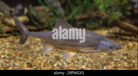 Razorback sucker, Humpback sucker (Xyrauchen texanus), side view, USA ...