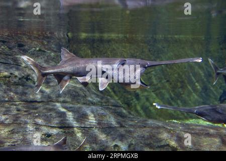 Mississippi paddlefish, American Paddlefish, Spoonbill (Polyodon ...