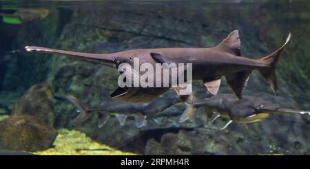 American paddlefish, Mississippi paddlefish, spoon-billed cat ...