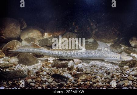 Sea lamprey (Petromyzon marinus), on river gravel ground, side view ...