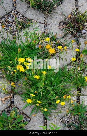 Paving with culvert for nature, Kempten, Allgaeu, Bavaria, Germany ...
