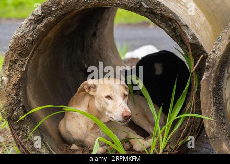 dog sleeping in Drainage Pipe Stock Photo - Alamy