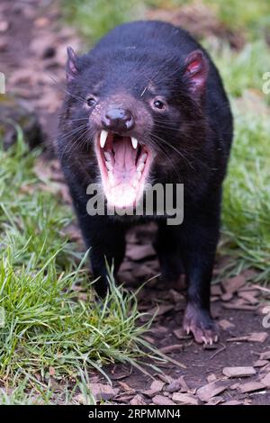 The iconic Tasmanian Devil in a natural environment on a cool spring ...