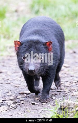 The iconic Tasmanian Devil in a natural environment on a cool spring ...