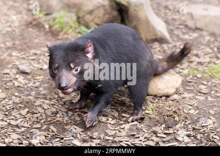 The iconic Tasmanian Devil in a natural environment on a cool spring ...
