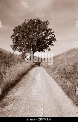 Sepia-coloured, field path with an old oak tree (Quercus), Burgkirchen ...