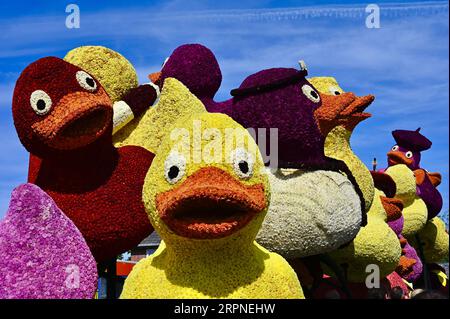 Huge rubber ducks made from dahlias; one of the floats of the Zundert ...
