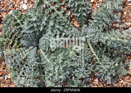 Plants growing on the single at Dungeness, Kent, England UK Stock Photo ...