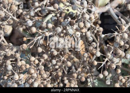 Plants growing on the single at Dungeness, Kent, England UK Stock Photo ...