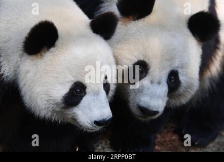 200307 -- FOPING, March 7, 2020 -- Giant panda Xiaoxin drinks water at ...