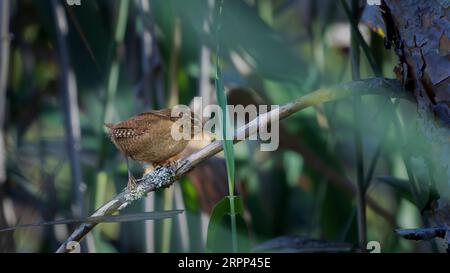 The Winter wren tries to hide in the bush Stock Photo - Alamy