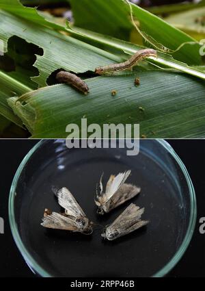 Fall armyworm Spodoptera frugiperda on a green leaf. Selective focus ...