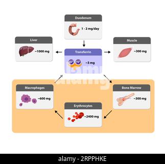 Iron metabolism. from liver, intestine and spleen. Ferrum circulation ...