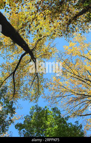 Skyward View of the Foliage of High-Rise trees with their changing ...