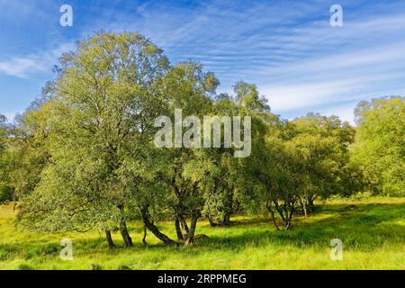 Rosehall Glen Cassley Scotland very old Birch Trees Betula pendula ...