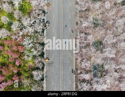 Aerial photo shows cherry blossoms bursting into bloom in the Taipin ...