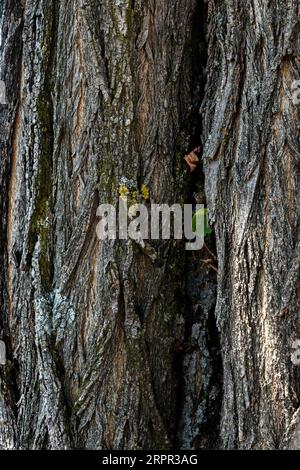 A surface with the structure of hardwood bark Stock Photo - Alamy