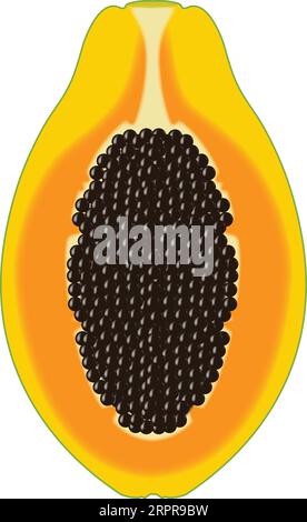 tropical fruit papaya Stock Vector Image & Art - Alamy