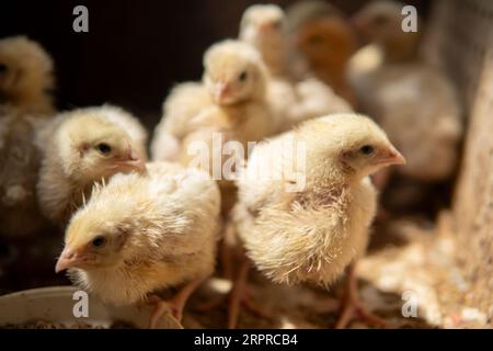 Detail of small yellow chickens inside of a wooden chicken coop Stock ...