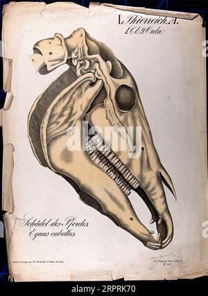 Horse anatomy. Illustration of the anatomy of a horse (Equus ferus ...