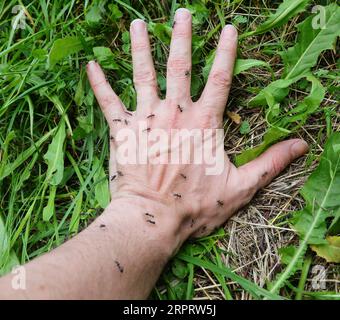 hand of person with black ants above that bite and sting and cause ...