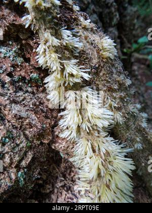 PARASITE. Macro representation of English Ivy (Hedera helix) roots ...