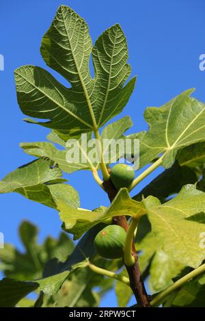 Green fig-tree leaves with branch isolated on white background Stock ...
